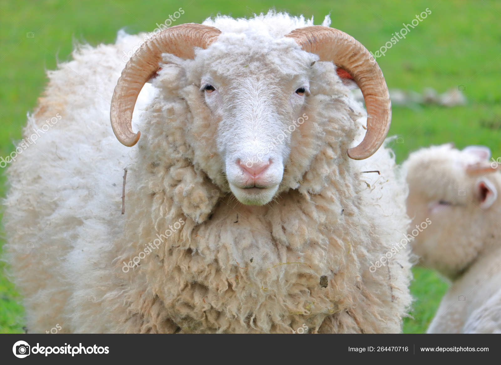 Vista Frontal De Oveja