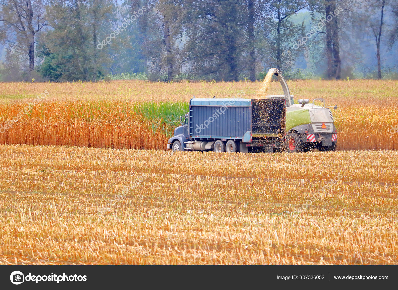 Forage Harvester Cuts Shreds Corn Fed Truck Long Funnel Arm – Stock ...