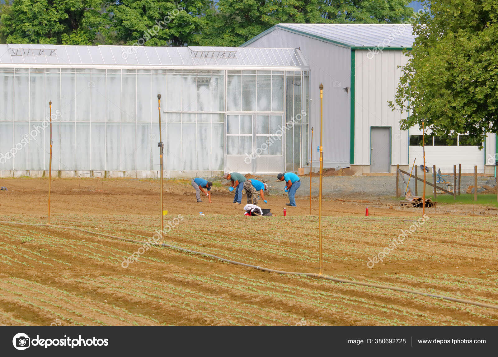 Foreign Field Workers Hired Labor Intensive Spring Planting Farm ...
