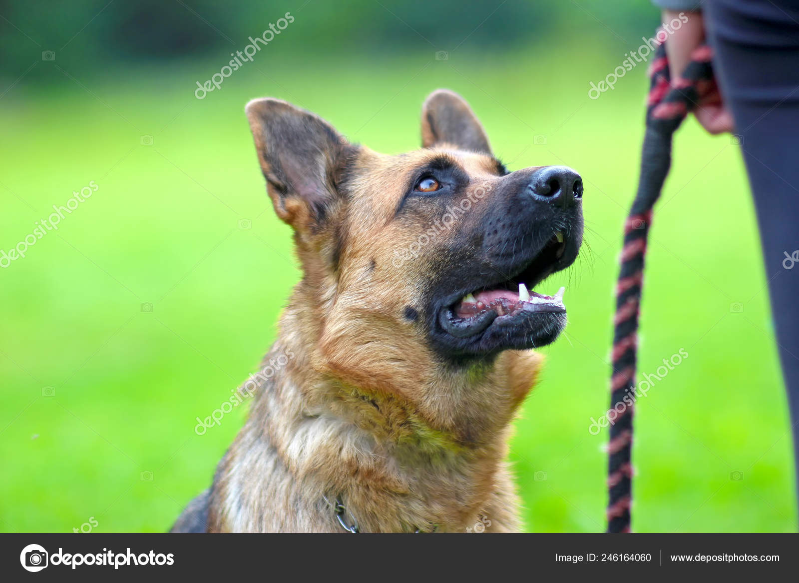 German Shepherd Green Eyes