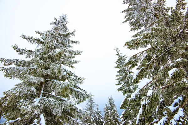 Beautiful harsh view of fir trees in the snow and slopes in the cold ...