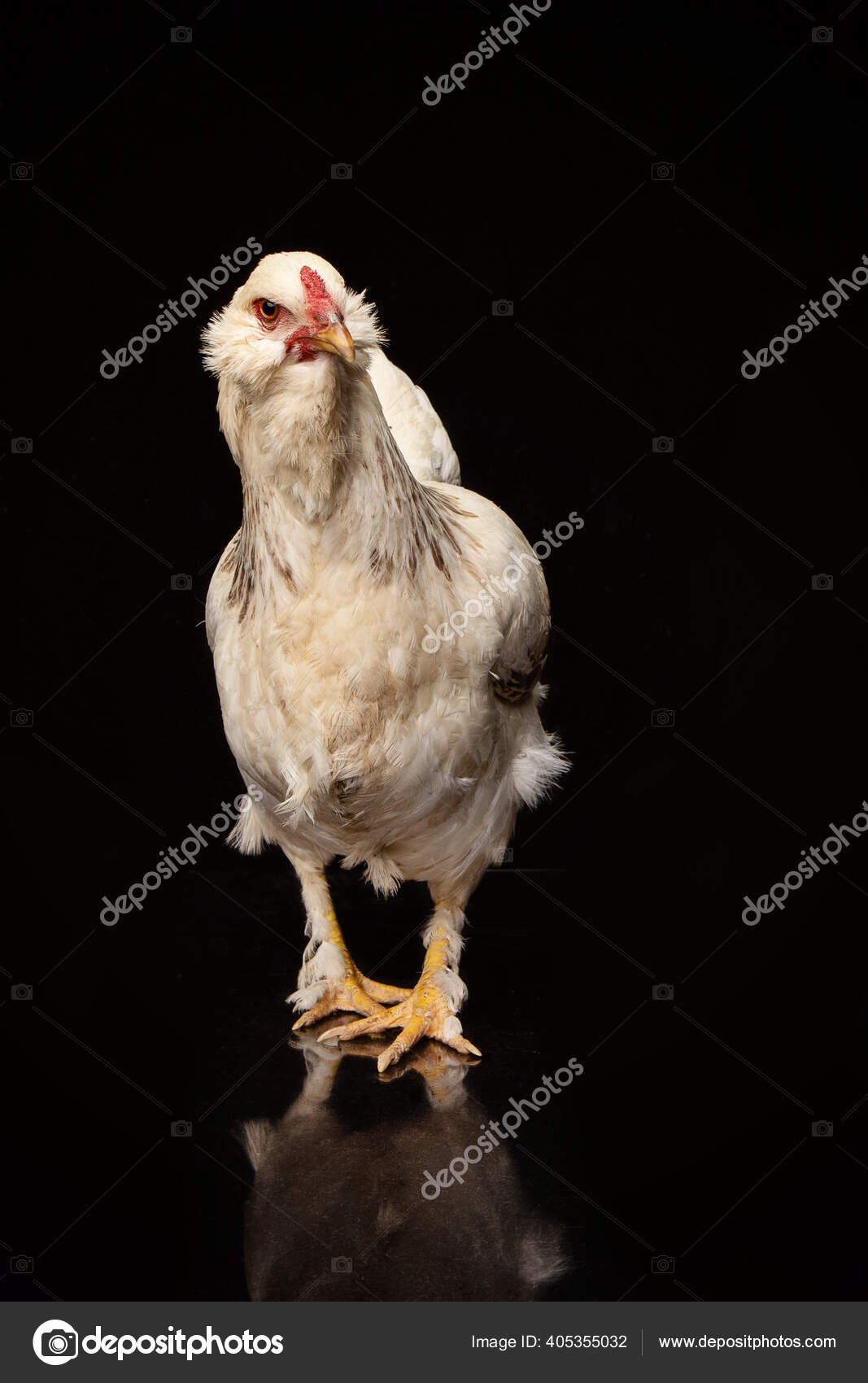 Portrait Chicken Studio Black Background Stock Photo by ©luiza.kleina ...