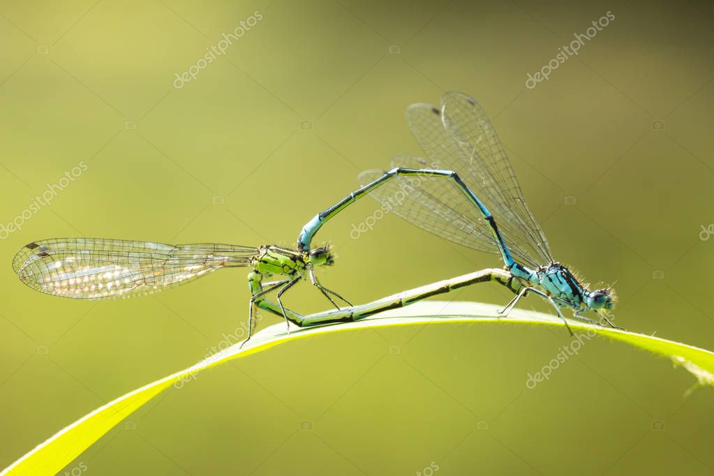 Primer plano de una mosca de cola azul macho y hembra o cola azul común ...