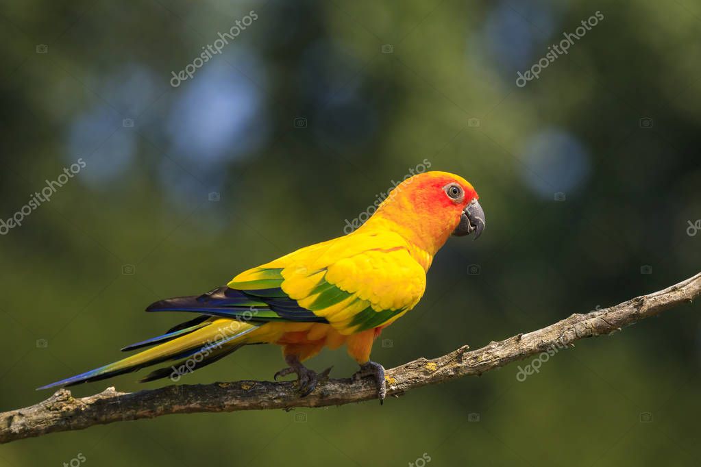 Primer plano de perico sol o sol conure Aratinga solstitialis, pájaro ...