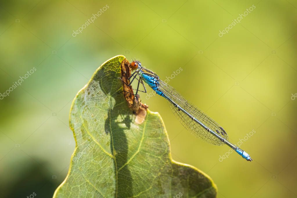 Primer plano de una peque a damisela de ojos rojos Erythromma viridulum ...