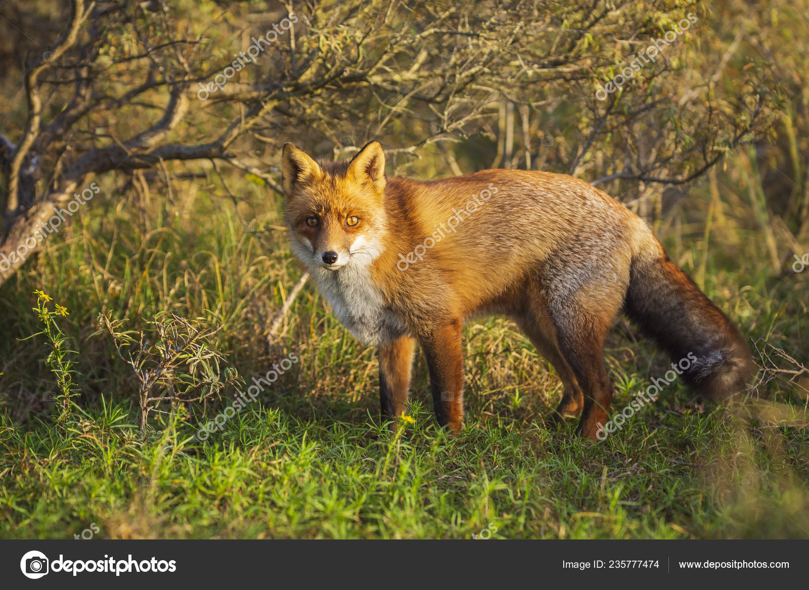 Wild Red Fox Vulpes Vulpes Scavenging Green Meadow Sunset Stock Photo by ...