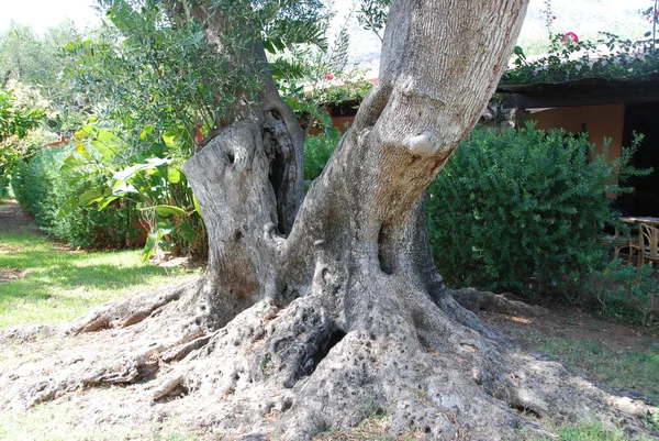 Olive tree roots Stock Photos, Royalty Free Olive tree roots Images ...