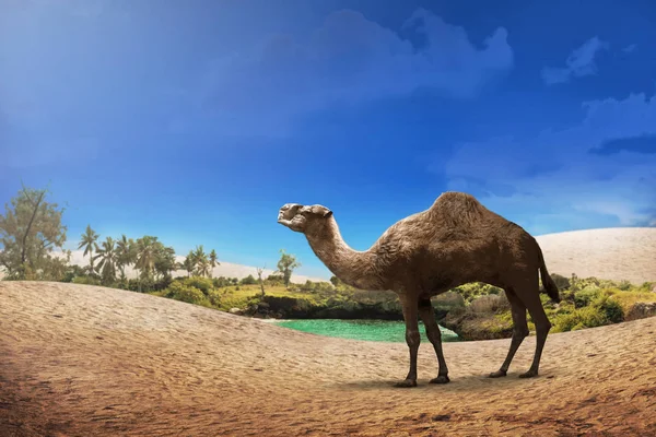 Camel walking Images, Royalty-free Stock Camel walking Photos ...