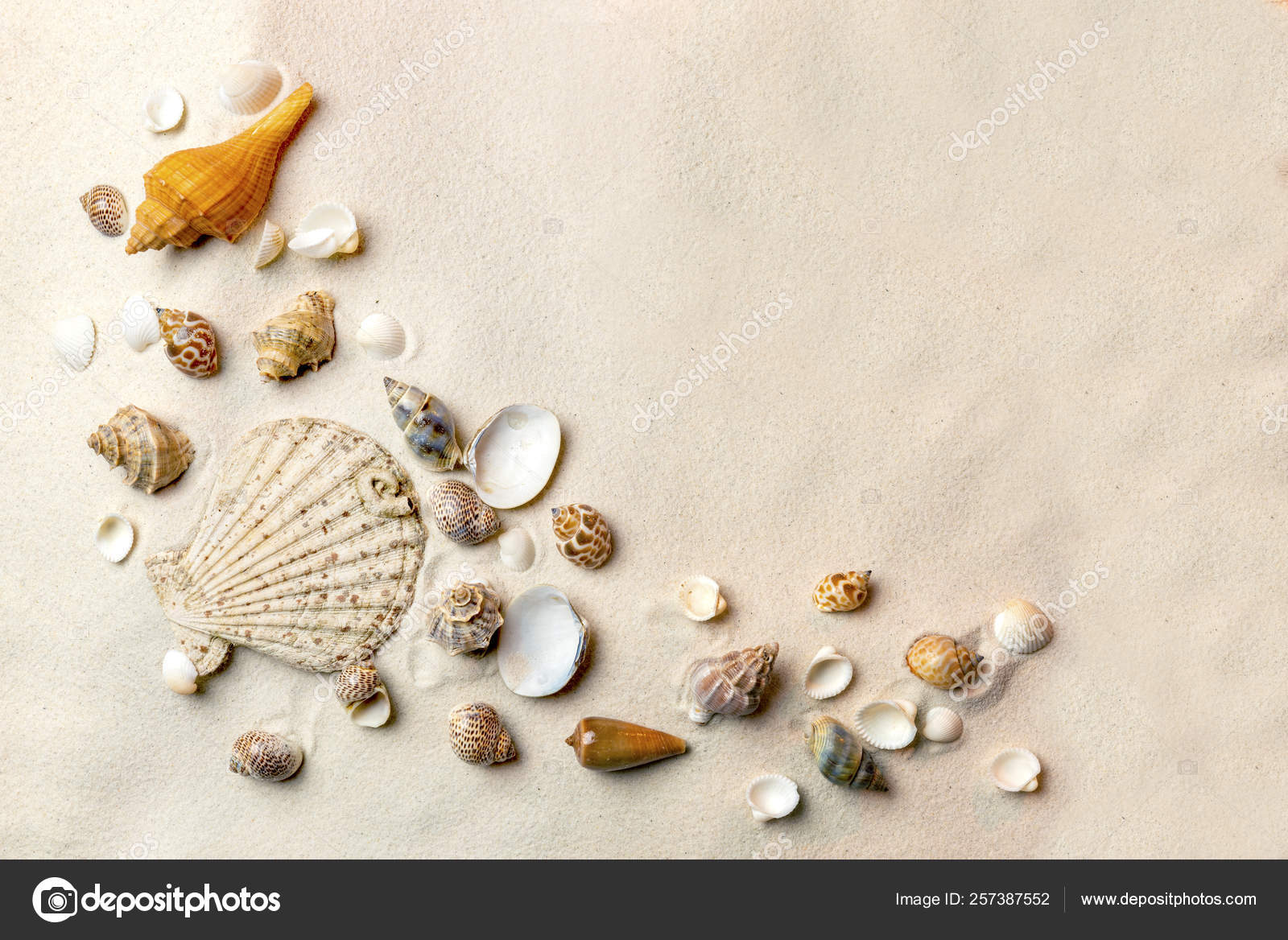 Top View Shells Sandy Beach Summer Background Stock Photo by ...