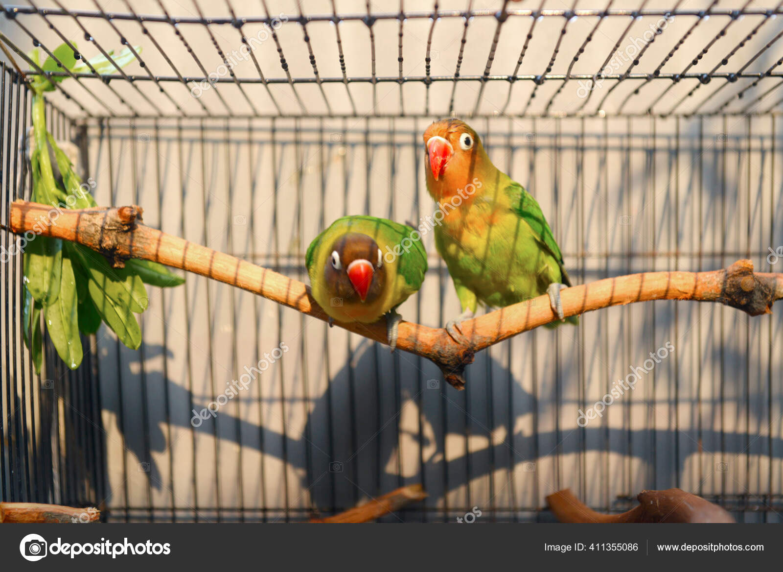 Lovebird Standing Branch Cage — Stock Photo © leolintang #411355086