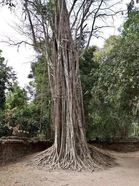 Tree temple Stock Photos, Royalty Free Tree temple Images | Depositphotos
