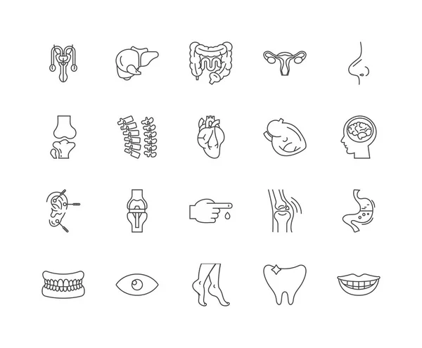 Human body organs, human body, medical, human anatomy, body system ...