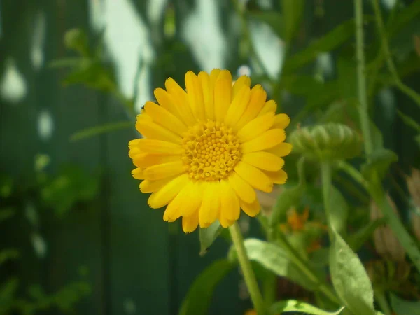 Smiley flower Stock Photos, Royalty Free Smiley flower Images ...