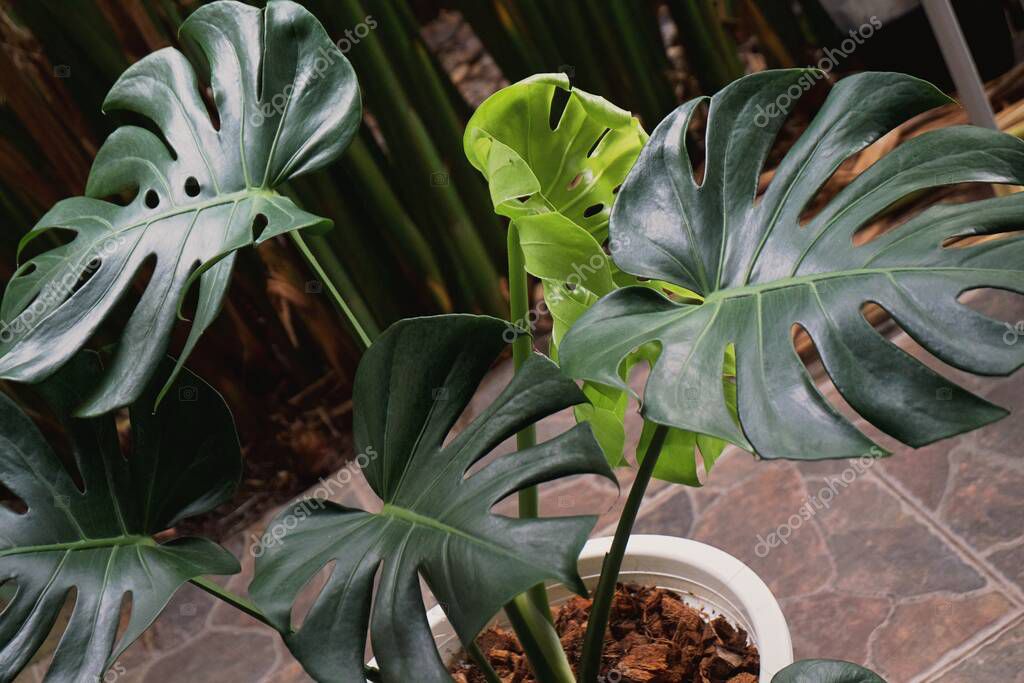 Centrándose en las hojas de plantas tropicales, textura de hojas verdes ...