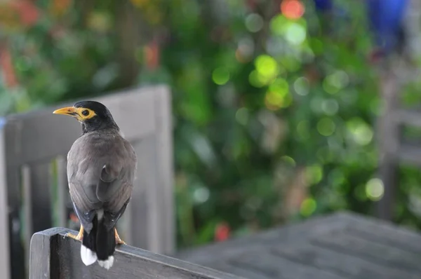 Myna bali Stock Photos, Royalty Free Myna bali Images | Depositphotos