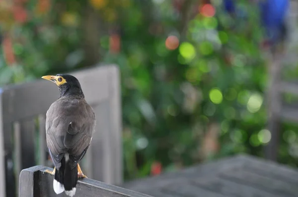 Myna bali Stock Photos, Royalty Free Myna bali Images | Depositphotos