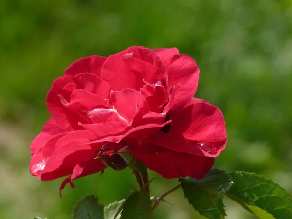 Rosa africana fotos de stock, imágenes de Rosa africana sin royalties ...