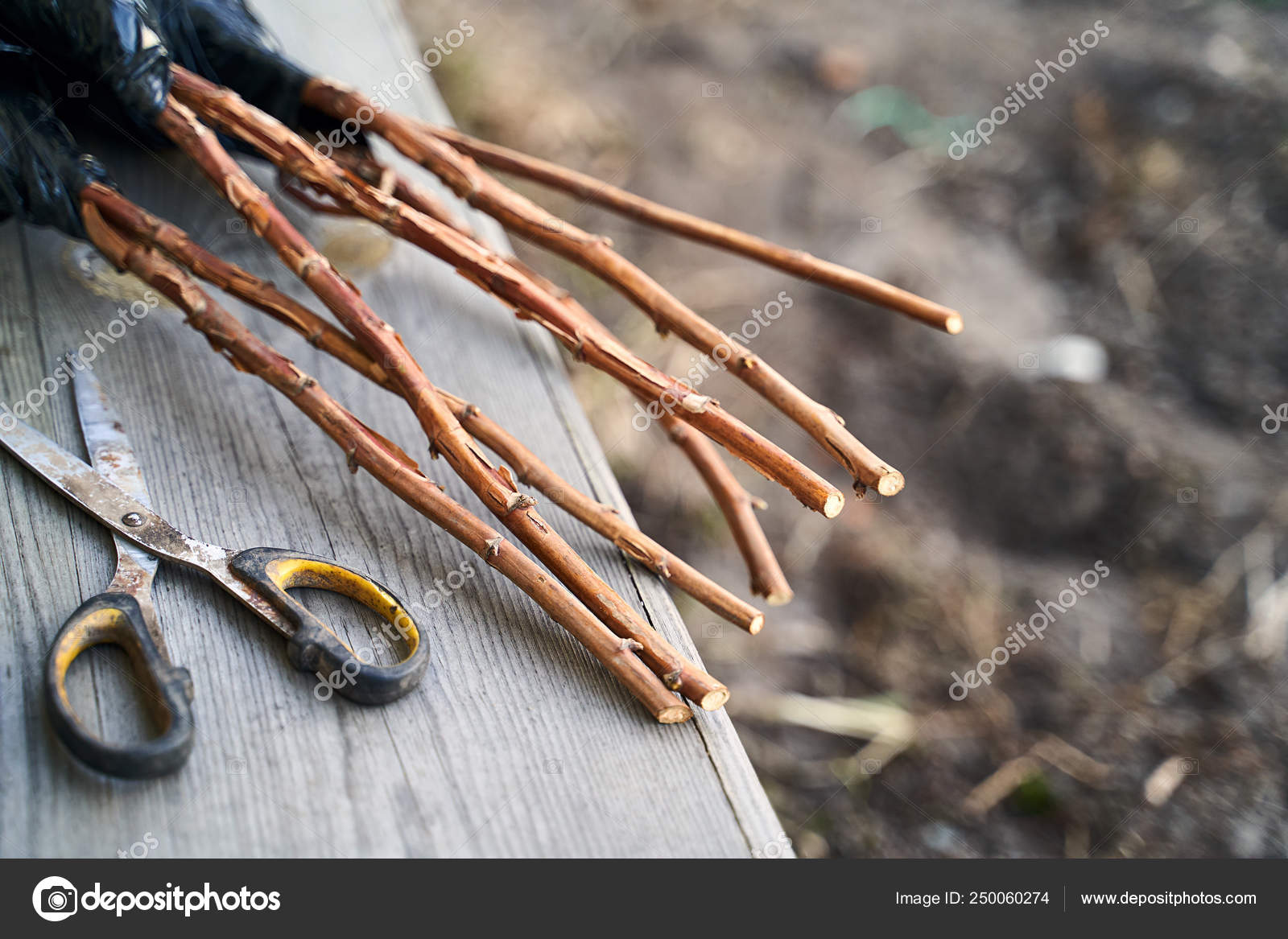 Raspberry bush saplings seedlings ready to be planted on the wooden ...