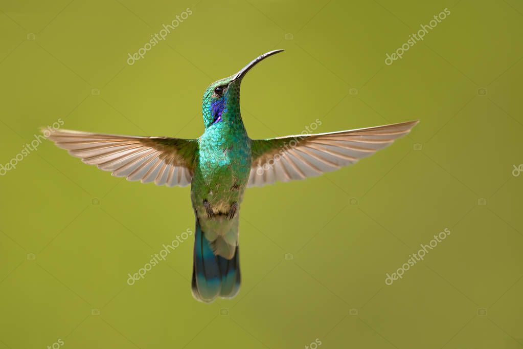 El violetear mexicano (Colibri thalassinus) es una especie de colibrí ...