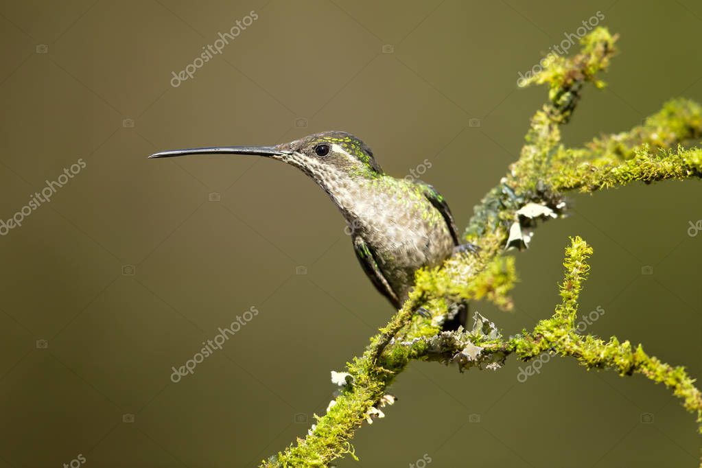 El colibr de Talamanca o colibr admirable (Eugenes spectabilis) es un gran colibr . La admirable ...