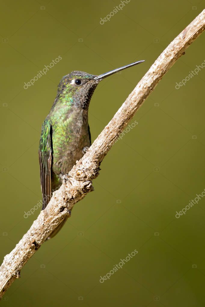 Colibrí volcánico (Selasphorus flammula) es un colibrí muy pequeño ...