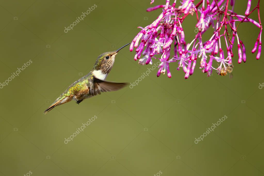 El colibrí centelleante (Selasphorus scintilla) es el colibrí más ...