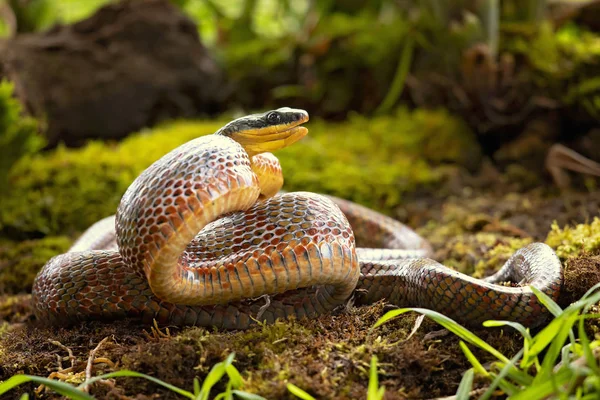Puffing snake Stock Photos, Royalty Free Puffing snake Images ...