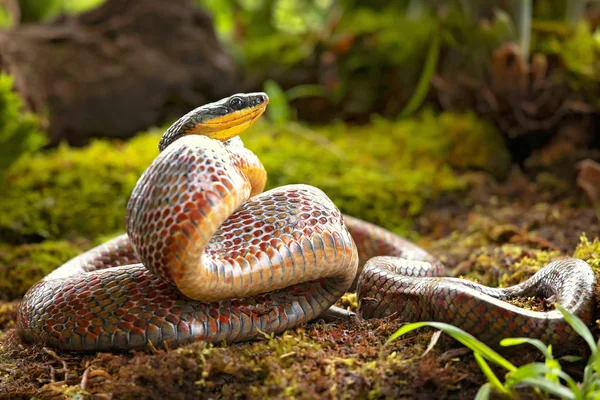 Puffing snake Stock Photos, Royalty Free Puffing snake Images ...