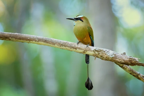 Torogoz fotos de stock, imágenes de Torogoz sin royalties | Depositphotos