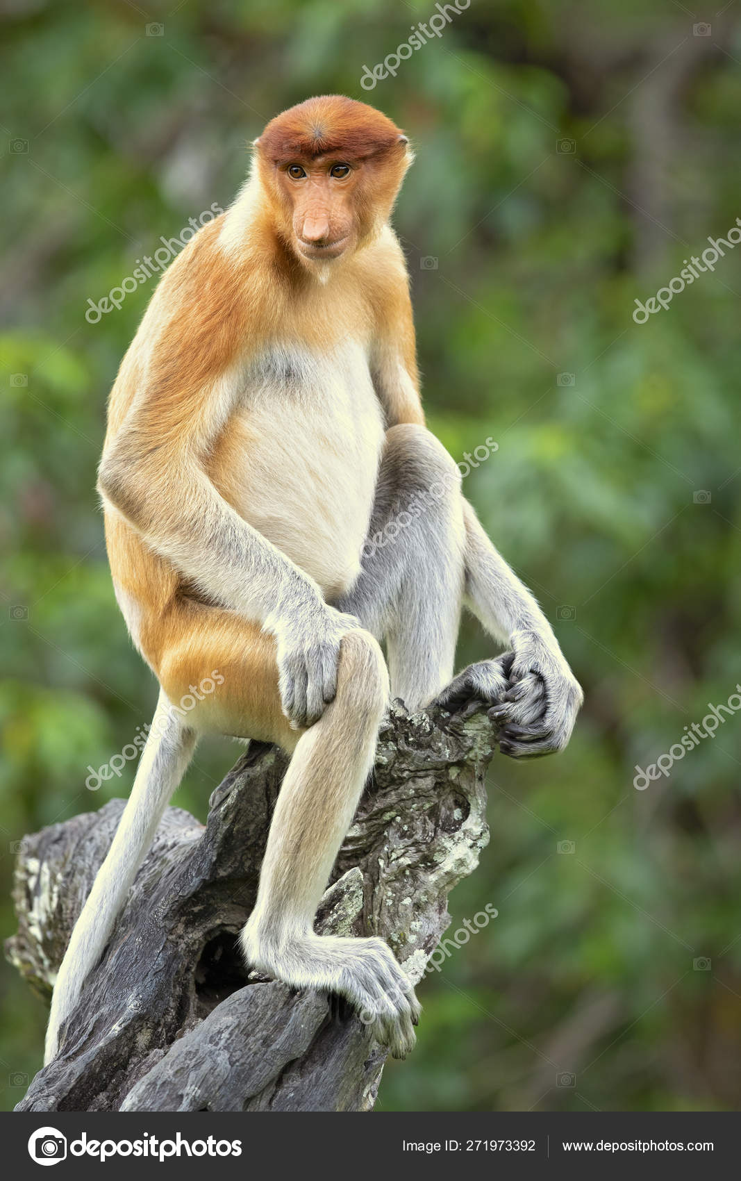 Proboscis Monkey Nasalis Larvatus Long Nosed Monkey Known