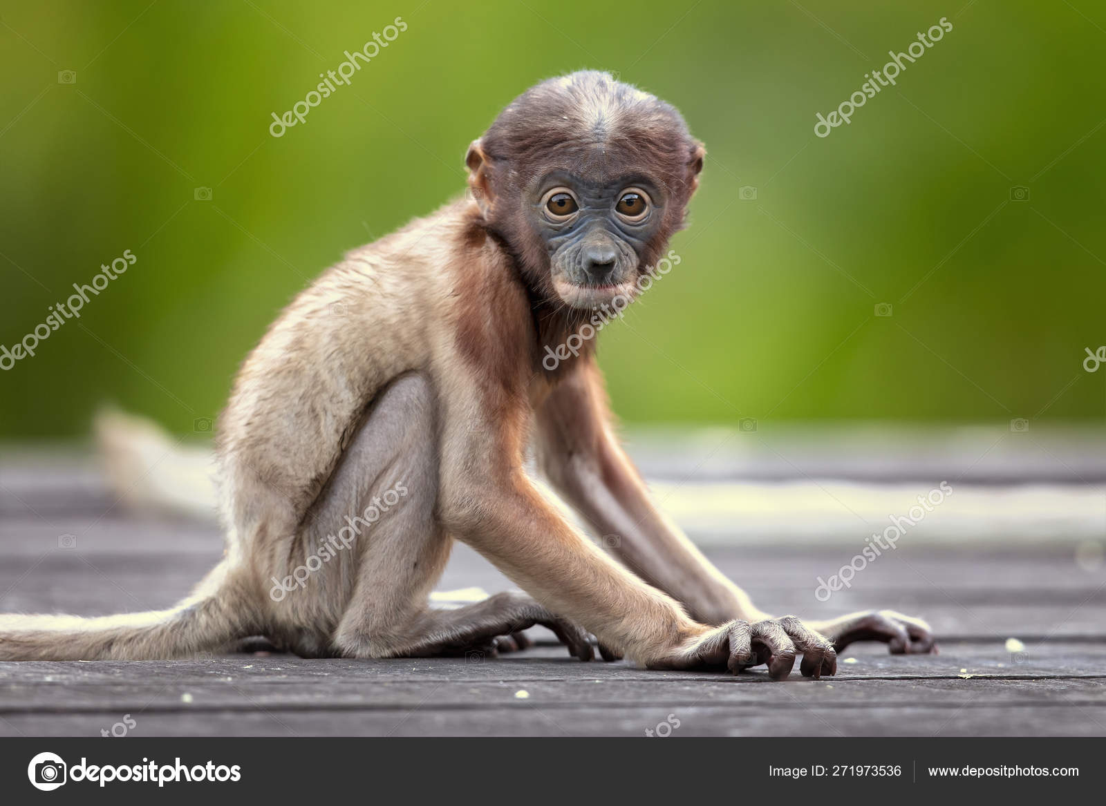 Mono Probóscis Nasalis Larvatus Mono Nariz Larga Conocido Como Bekantan ...