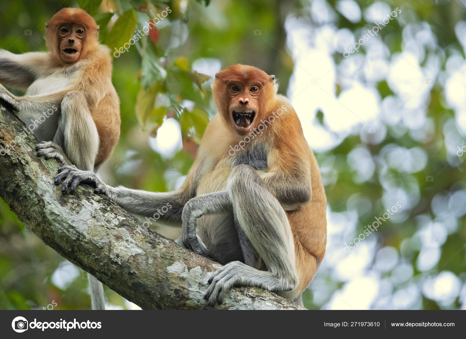 Proboscis Monkey Nasalis Larvatus Singe Long Nez Connu Sous Nom image ...