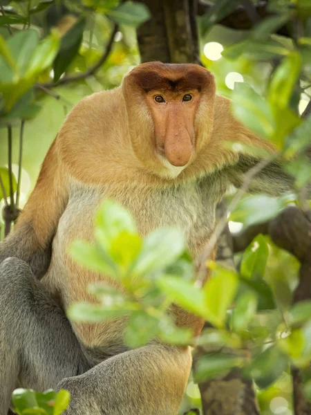 Proboscis Monkey Nasalis Larvatus Singe Long Nez Connu Sous Nom image ...