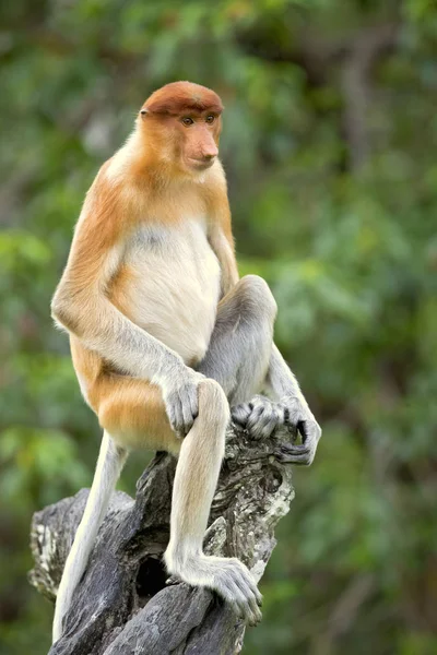 Singe du monde images libres de droit, photos de Singe du monde ...