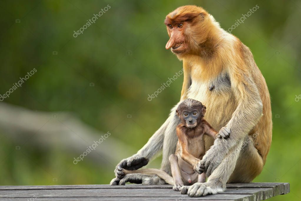 El mono probóscis (Nasalis larvatus) o mono de nariz larga, conocido ...