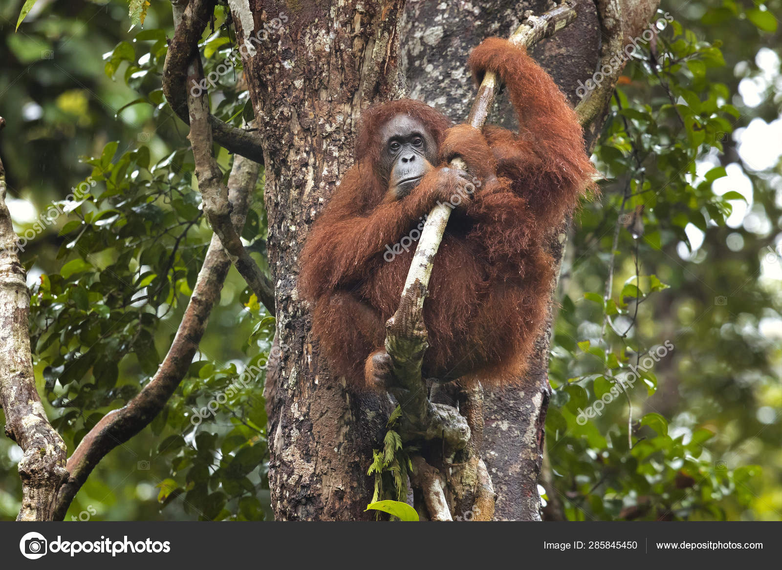 Bornean Orangutan Pongo Pygmaeus Species Orangutan Native Island Borneo ...