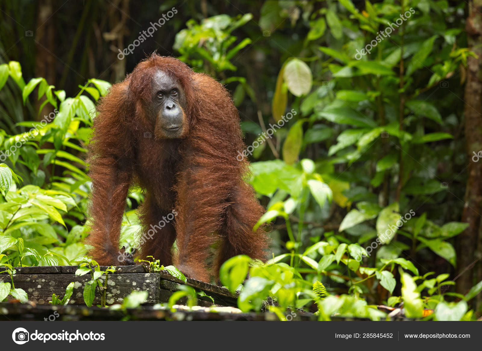 Bornean Orangutan Pongo Pygmaeus Species Orangutan Native Island Borneo ...