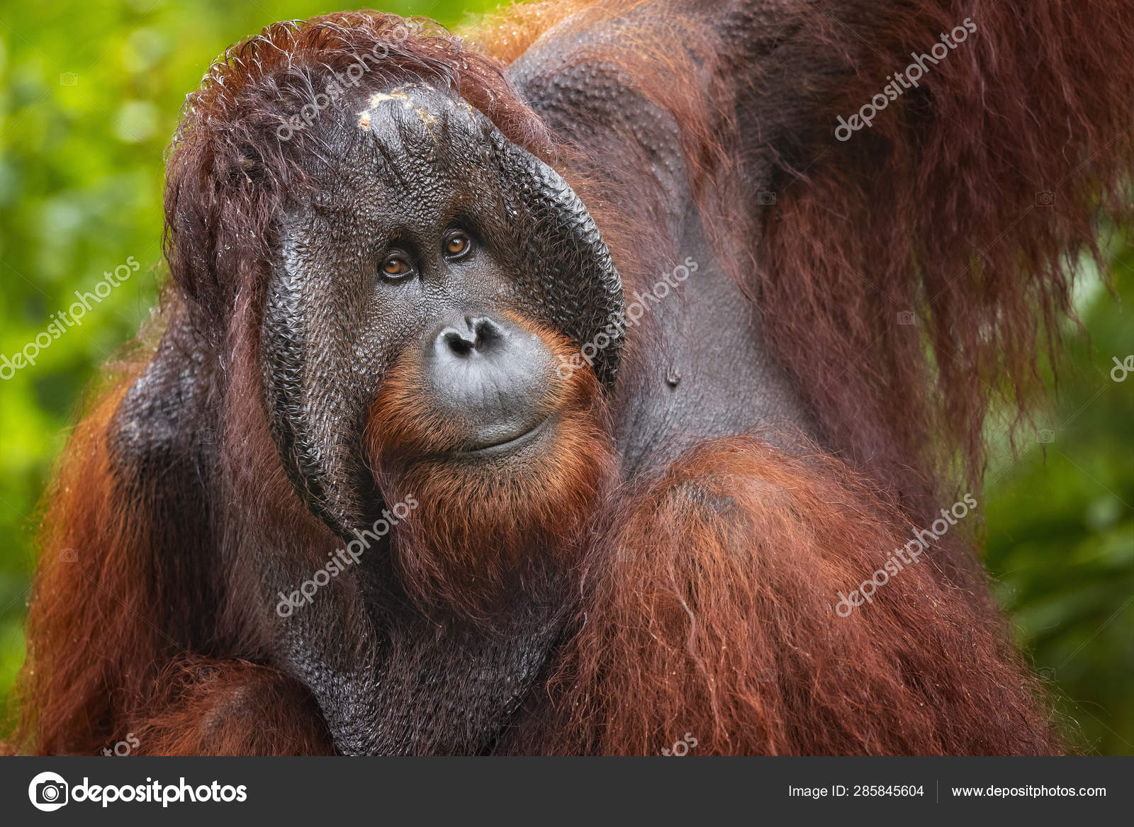 Bornean Orangutan Pongo Pygmaeus Species Orangutan Native Island Borneo ...