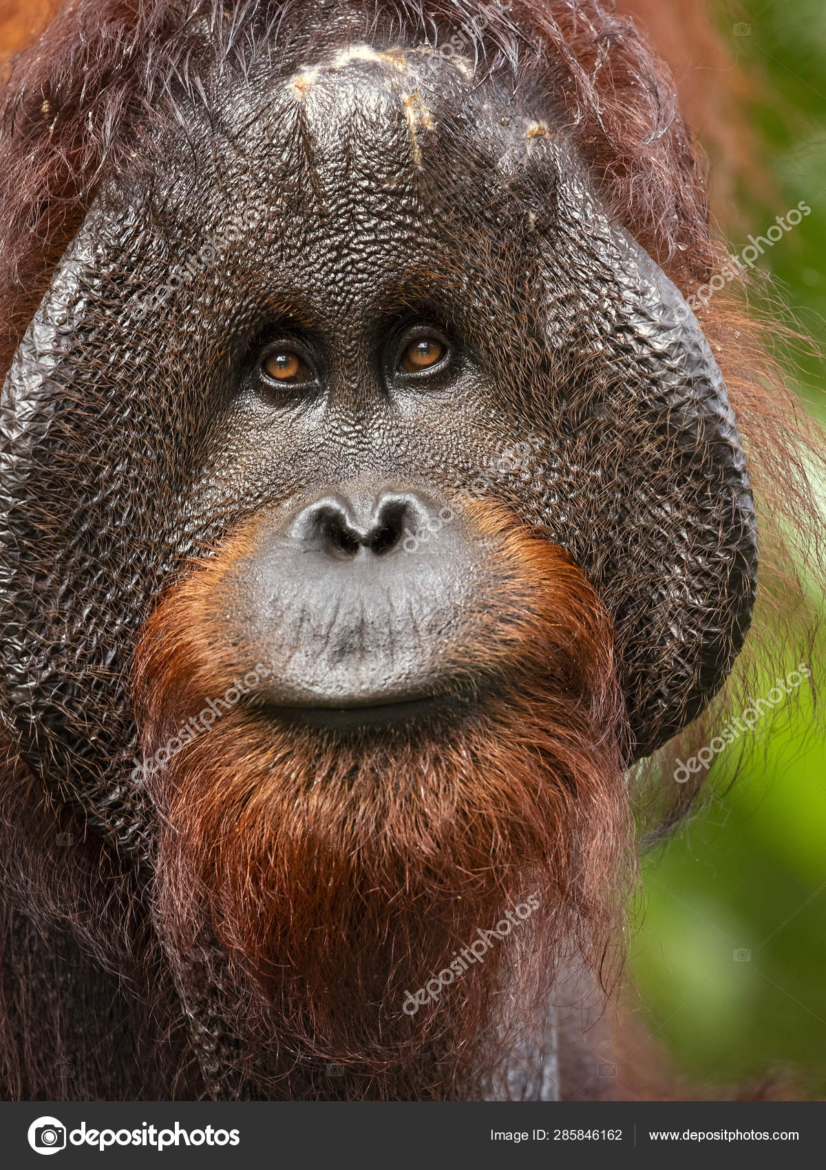 Bornean Orangutan Pongo Pygmaeus Species Orangutan Native Island Borneo ...