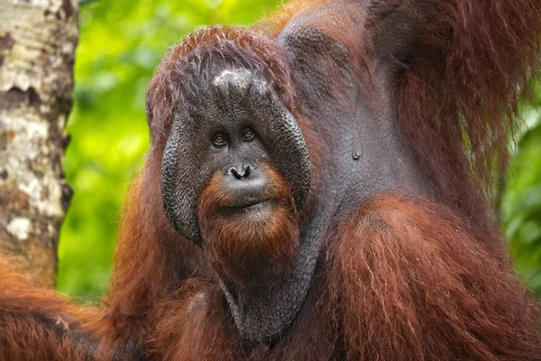 Bornean Orangutan Pongo Pygmaeus Species Orangutan Native Island Borneo ...