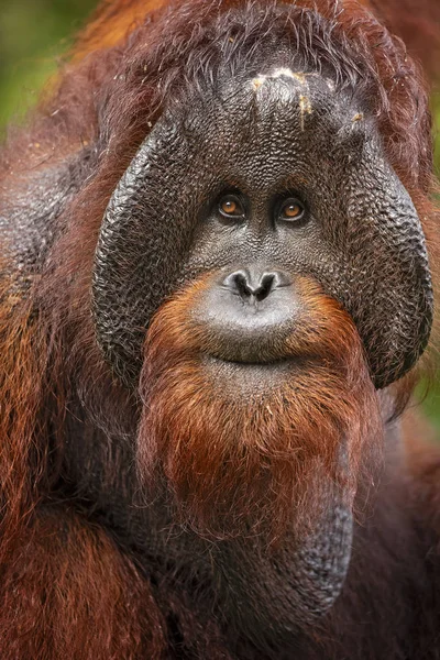 Bornean Orangutan Pongo Pygmaeus Species Orangutan Native Island Borneo ...