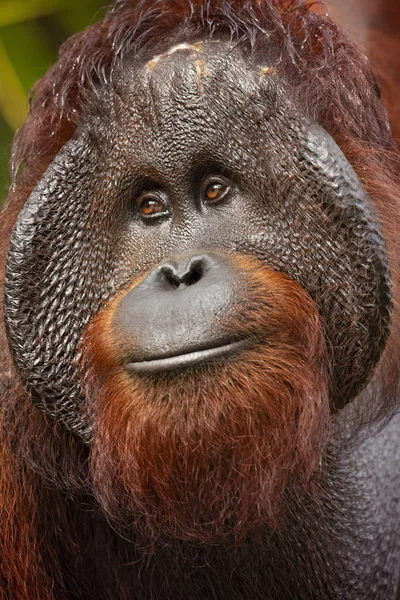 Bornean Orangutan Pongo Pygmaeus Species Orangutan Native Island Borneo ...