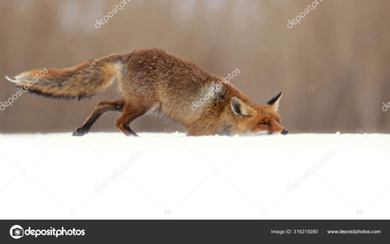 Red Fox Vulpes Vulpes Largest True Foxes One Most Widely — Stock Photo ...