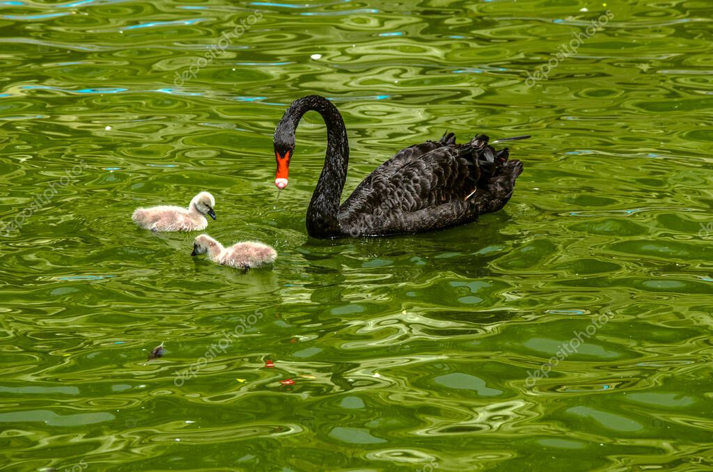 Dos cisnes grises y esponjosos nadan en un estanque con un hermoso ...
