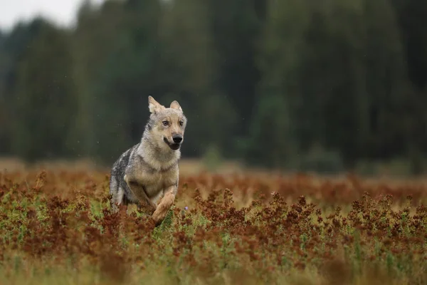 Wolf running Stock Photos, Royalty Free Wolf running Images | Depositphotos