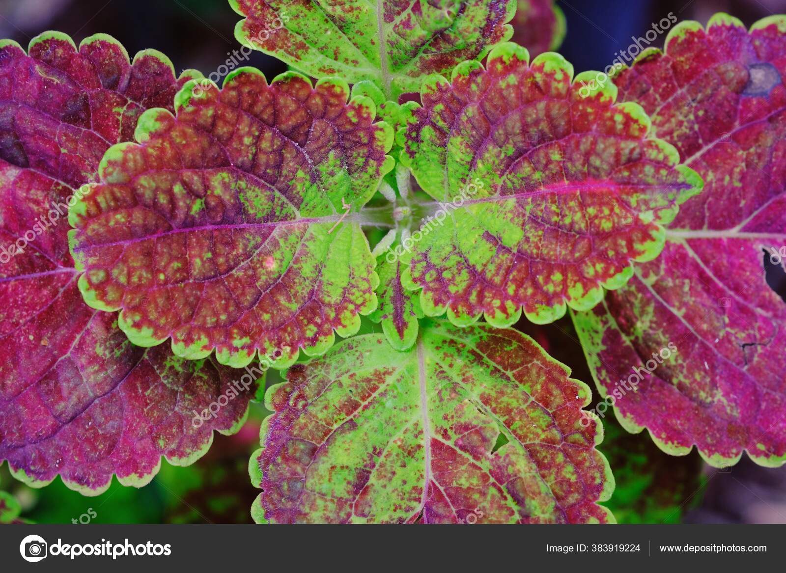 Tropical Leaf Texture Nature Background Stock Photo by ©PeandBen 383919224