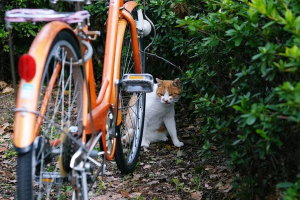 Kot na rowerze fotos de stock, imágenes de Kot na rowerze sin royalties ...
