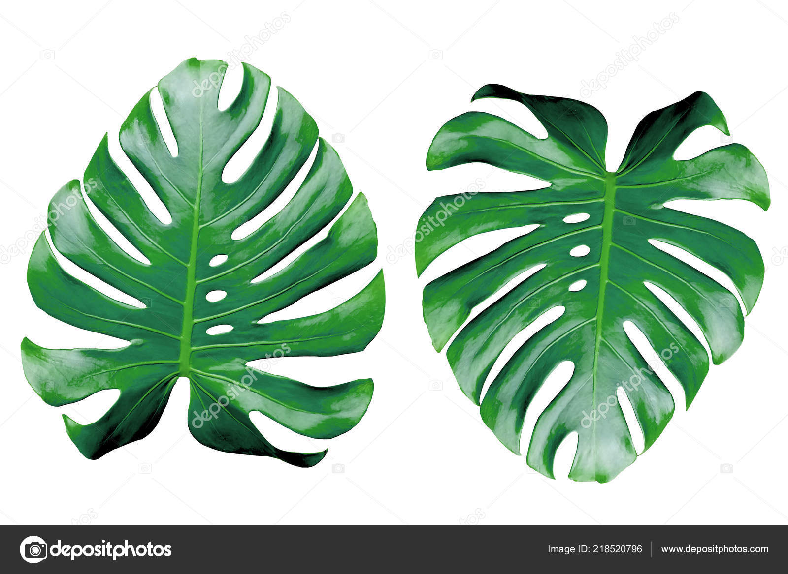 Dos Hojas Monstera Aisladas Sobre Fondo Blanco: fotografía de stock ...