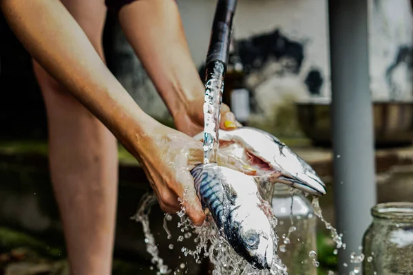 Oarfish Stock Photos, Royalty Free Oarfish Images | Depositphotos
