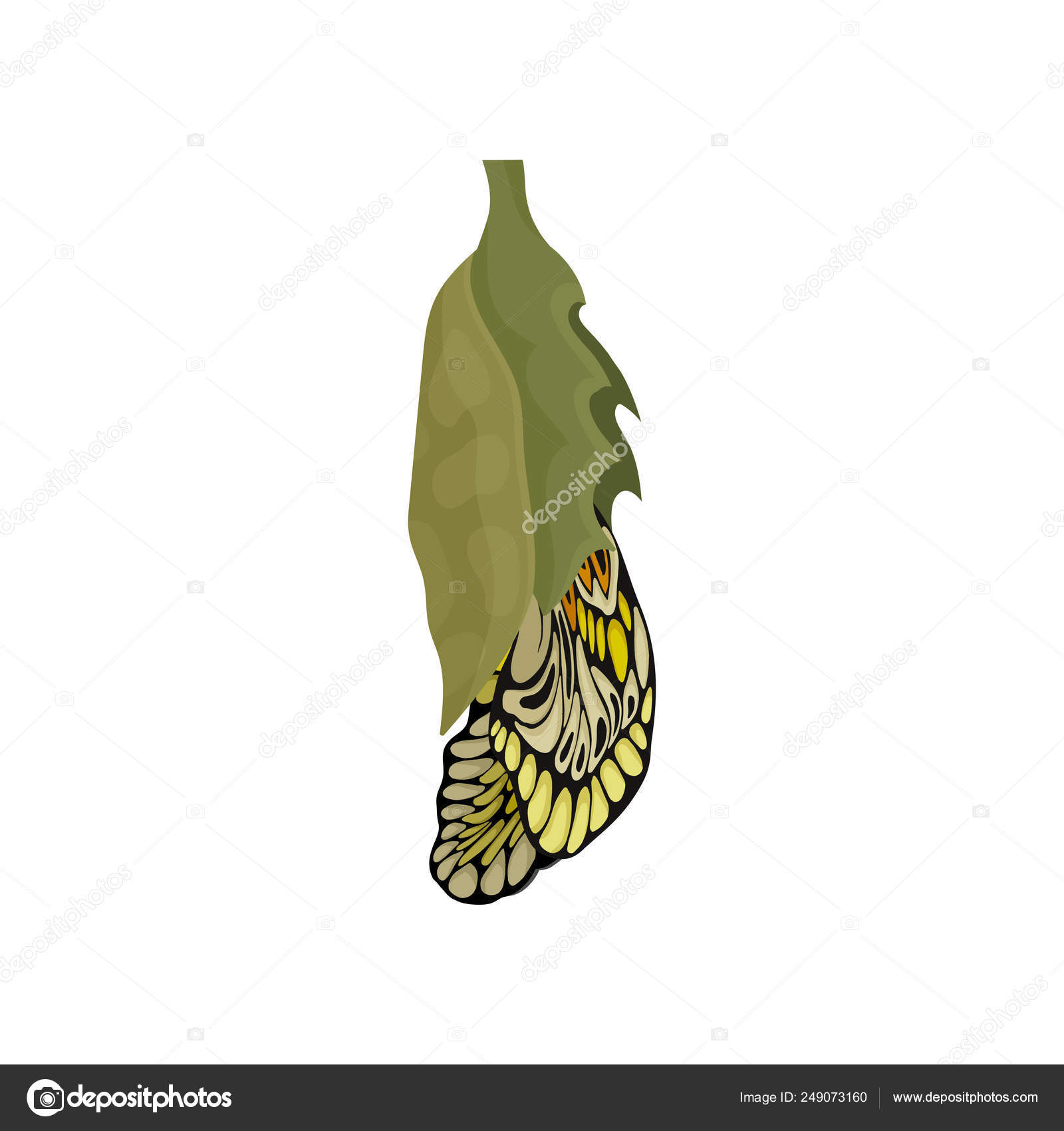 Process of butterfly hatching from chrysalis. Insect with beautiful ...